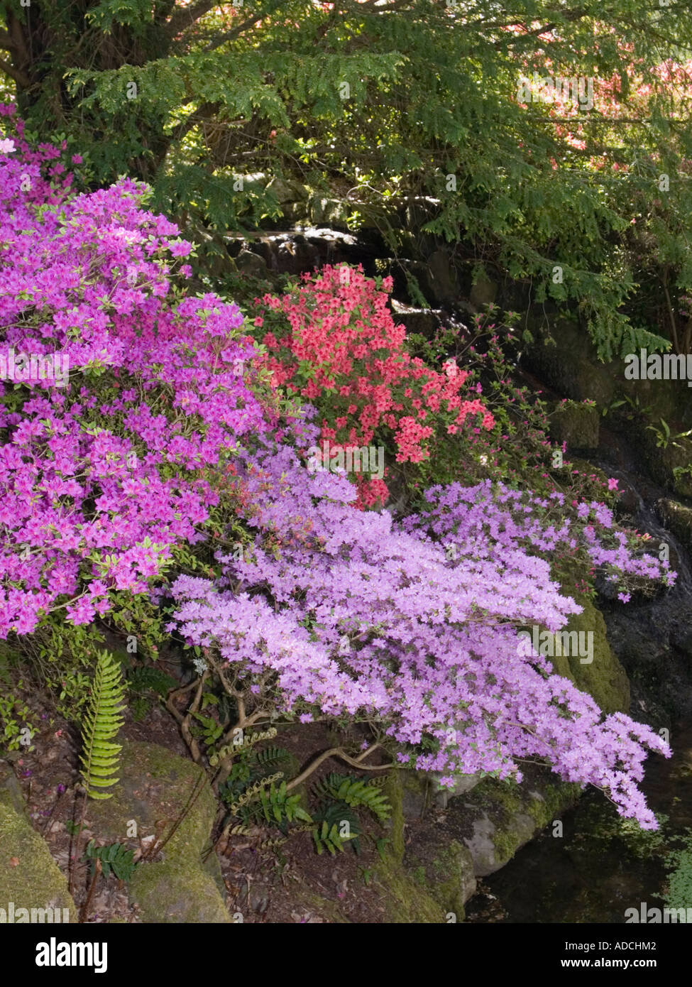 Trailing azaleas hi-res stock photography and images - Alamy