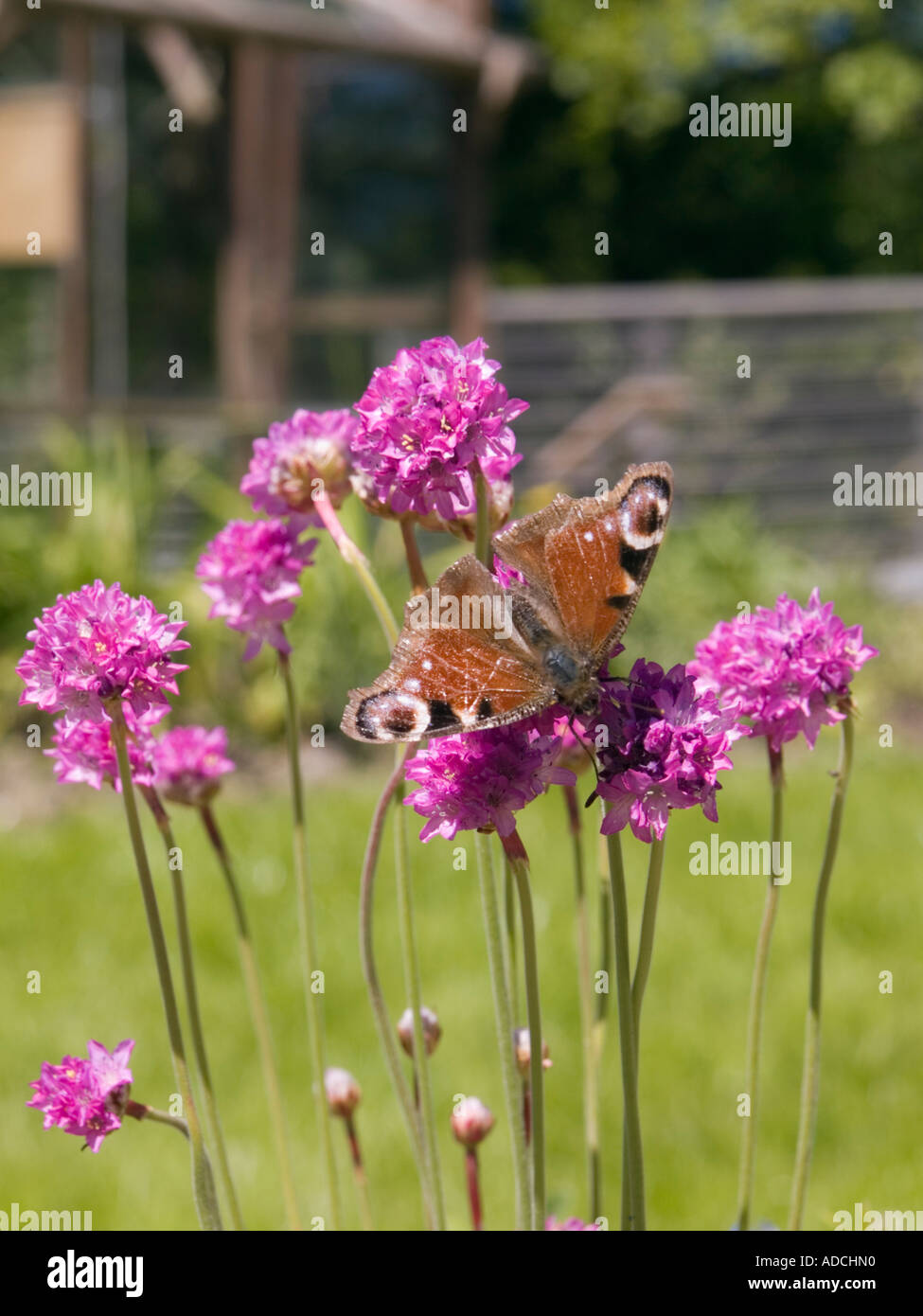 Pink Thrift Armeria maritima bunch growing in a garden with Peacock ...
