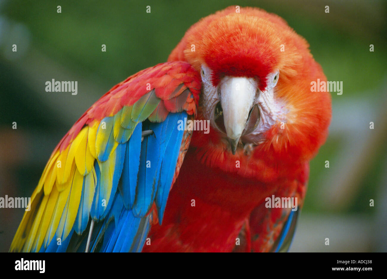 Exotic pet shop hi-res stock photography and images - Alamy