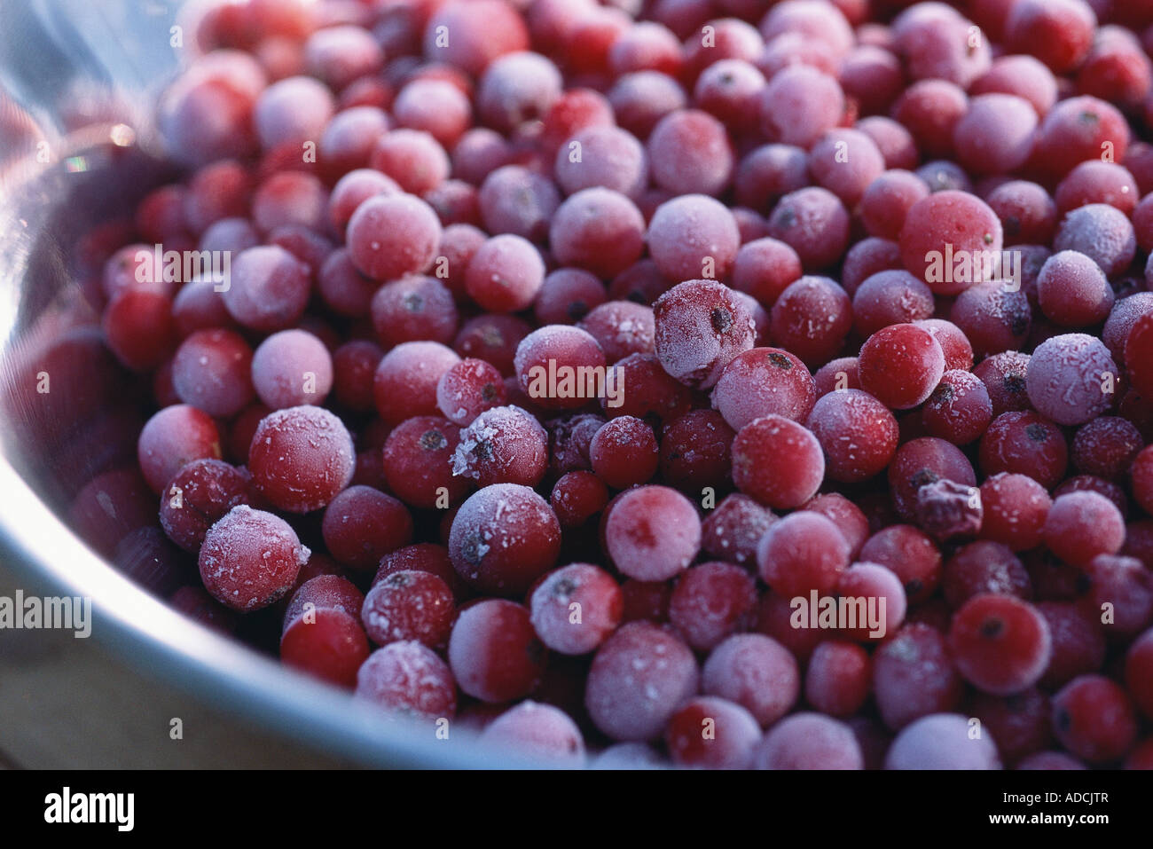Red berries frost alot hi-res stock photography and images - Alamy