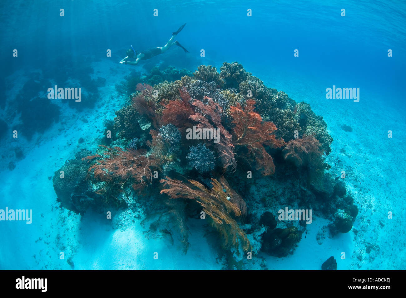 A freediver swims above a colorful coral bommie in the Raja Ampat ...