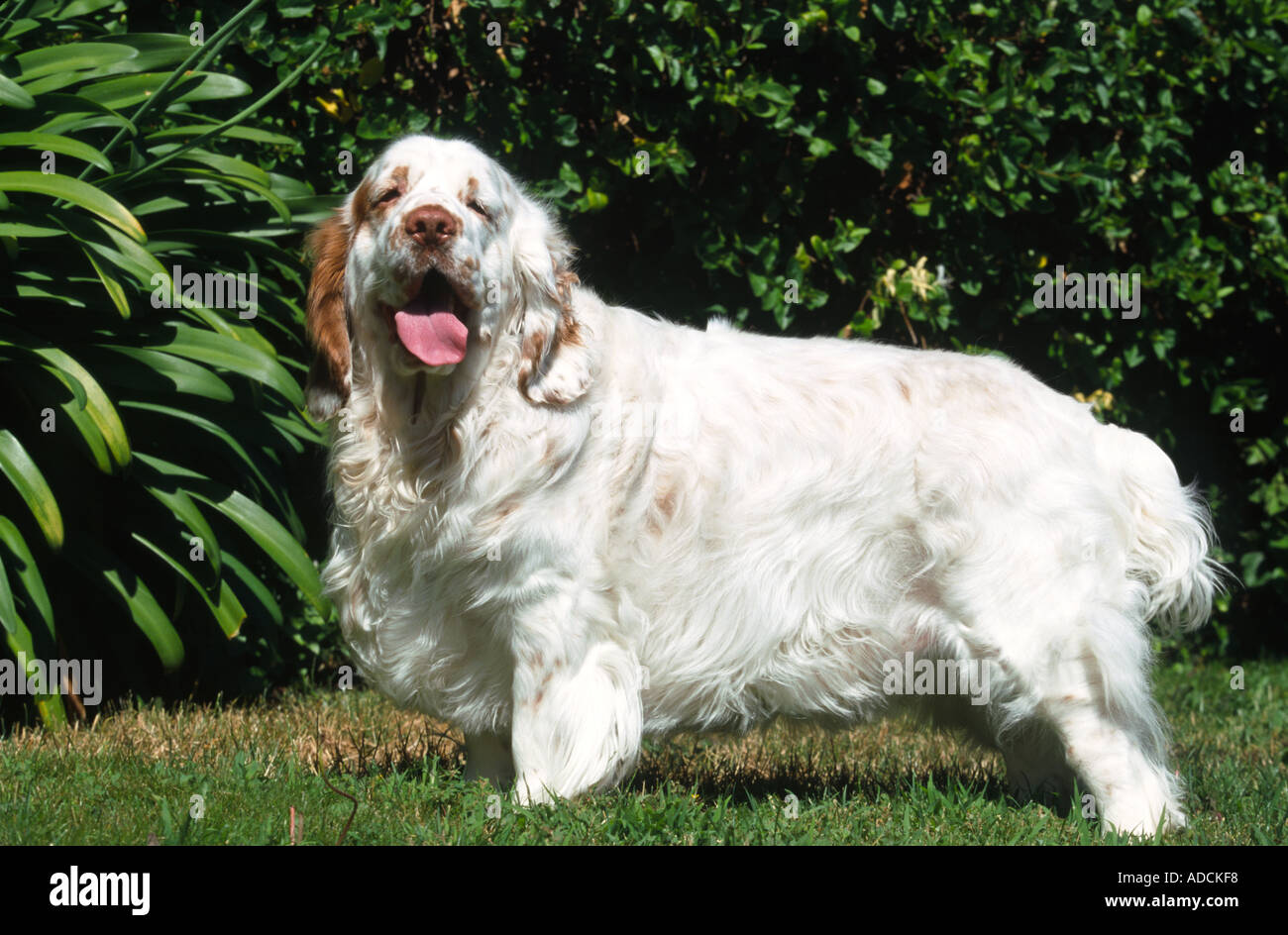 Dmp61468 hi-res stock photography and images - Alamy