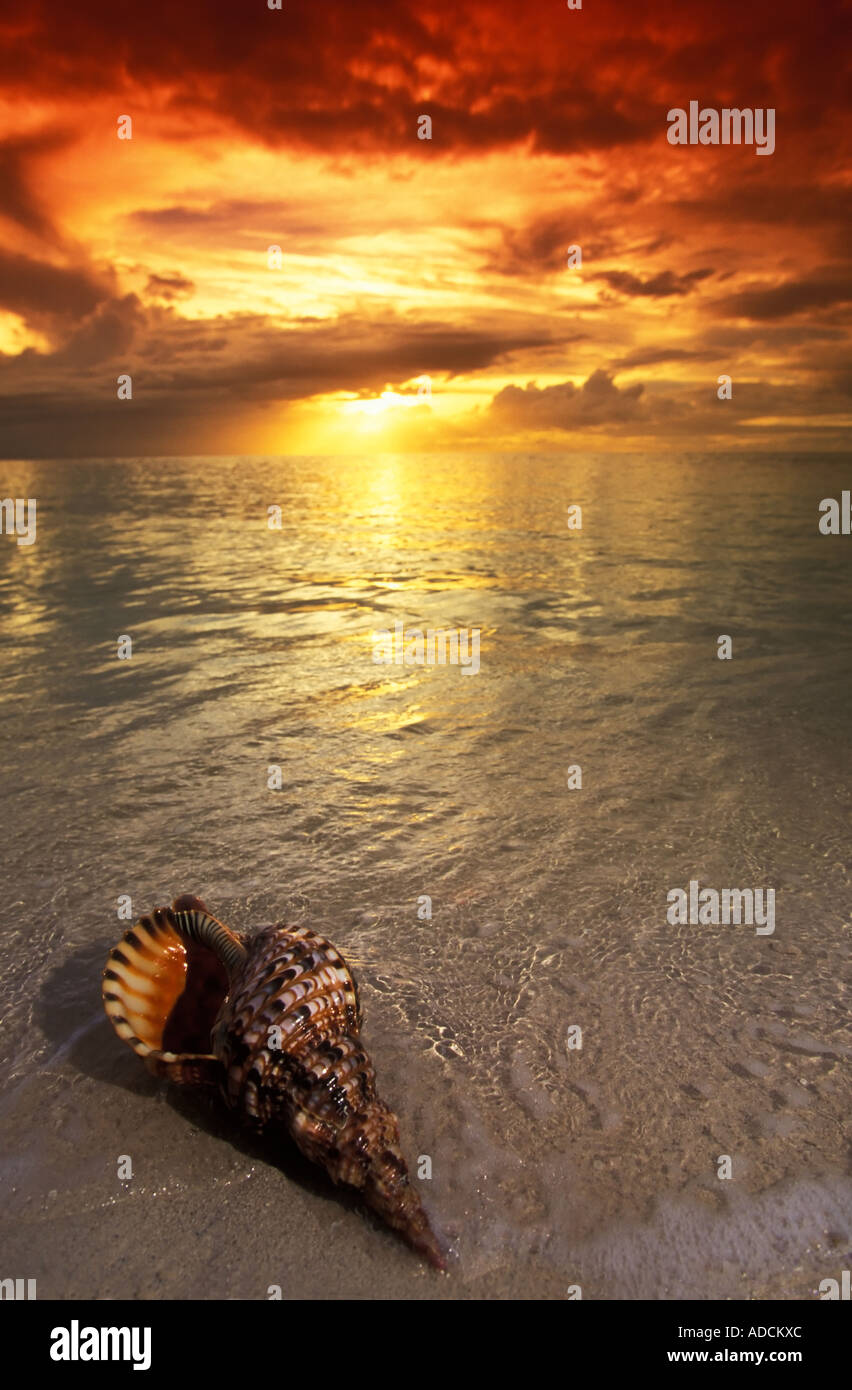 Castaway High Resolution Stock Photography and Images - Alamy