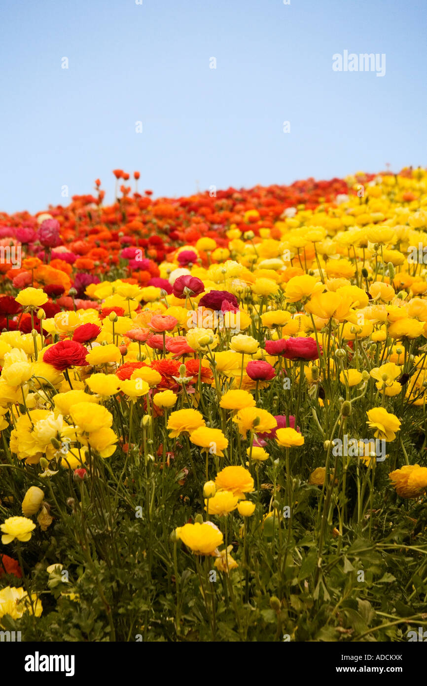 Red and yellow flowers blooming under a spring sky Stock Photo - Alamy