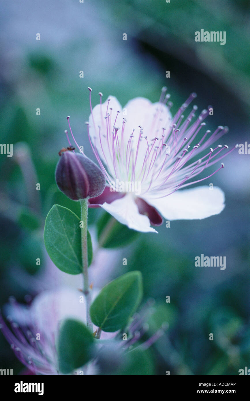 Caper plant flower buds close hi-res stock photography and images - Alamy