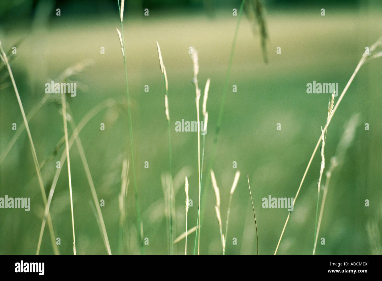 Long stems of grass Stock Photo - Alamy