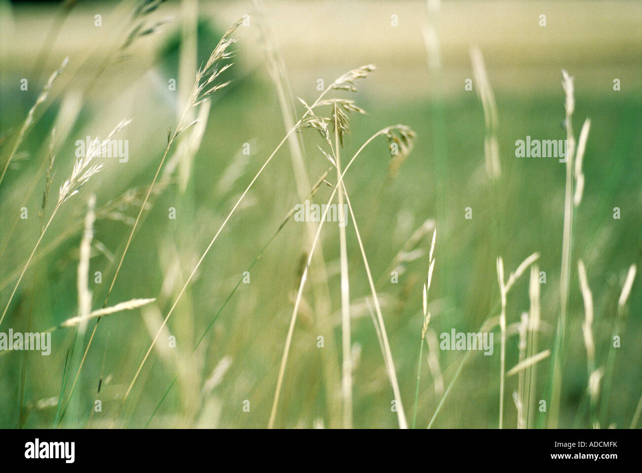 Tall grass hi-res stock photography and images - Alamy