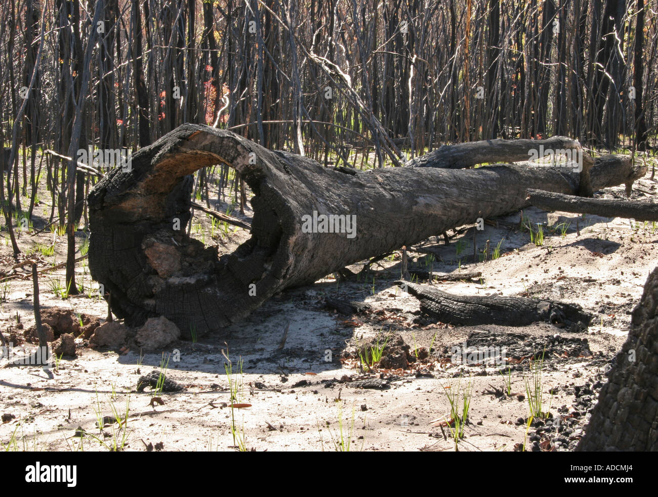 A burnt out fallen tree after a bush fire Stock Photo - Alamy