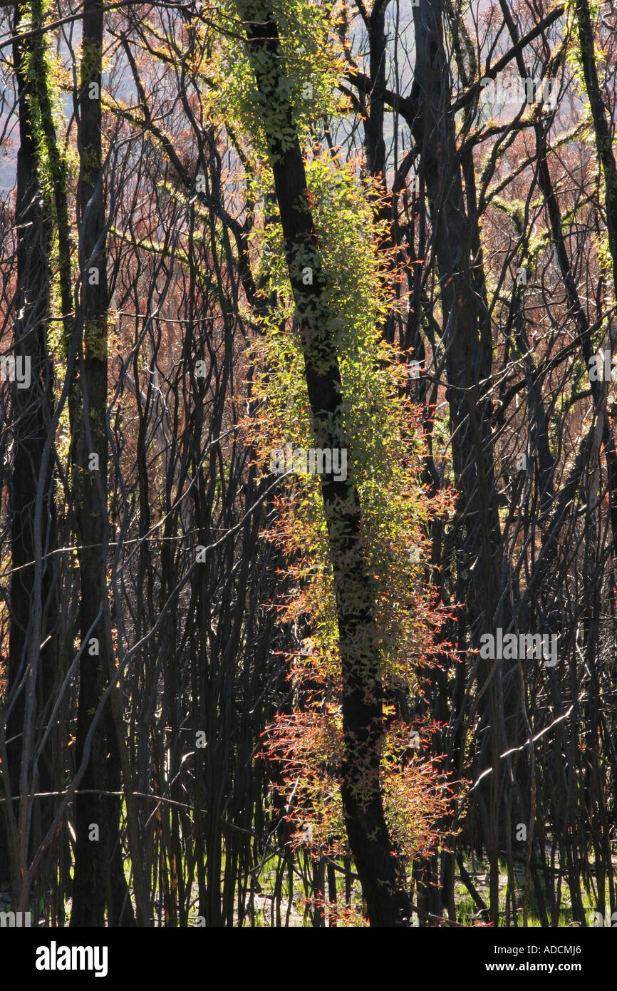 Burnt trees with new growth after a bush fire Stock Photo - Alamy
