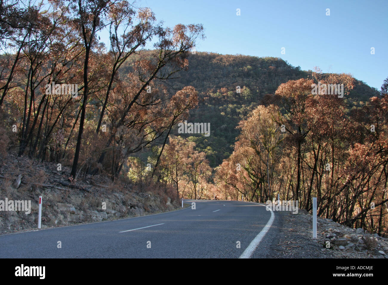 Desolate forest after fire hi-res stock photography and images - Alamy