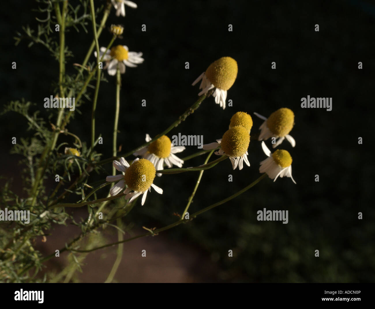 Close up of German Chamomile (Matricaria Recutita) plant and flowers ...