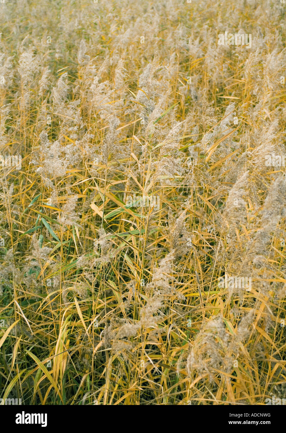 Delicate grasses frame hi-res stock photography and images - Alamy