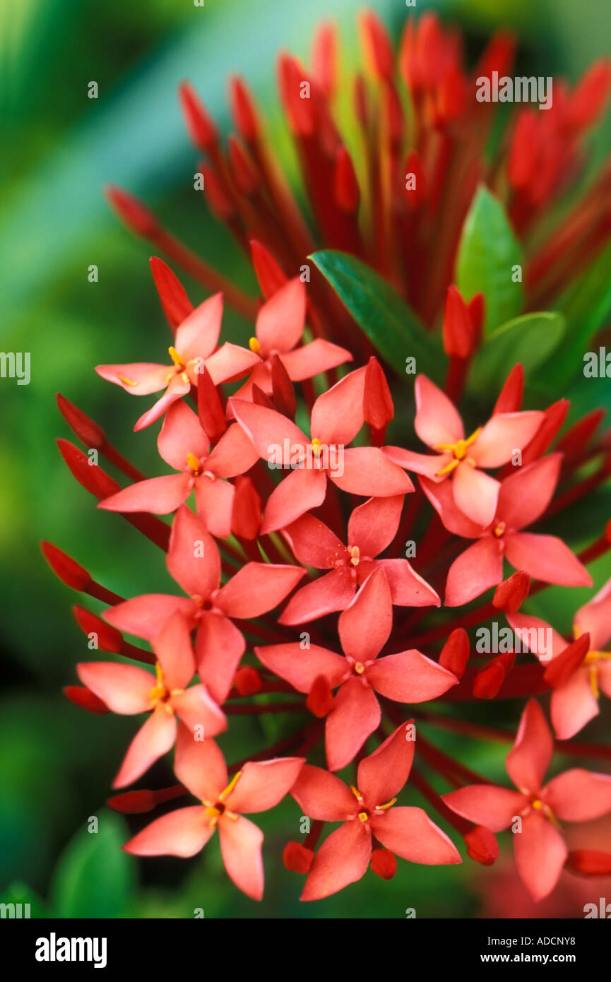 Sinu hi-res stock photography and images - Alamy