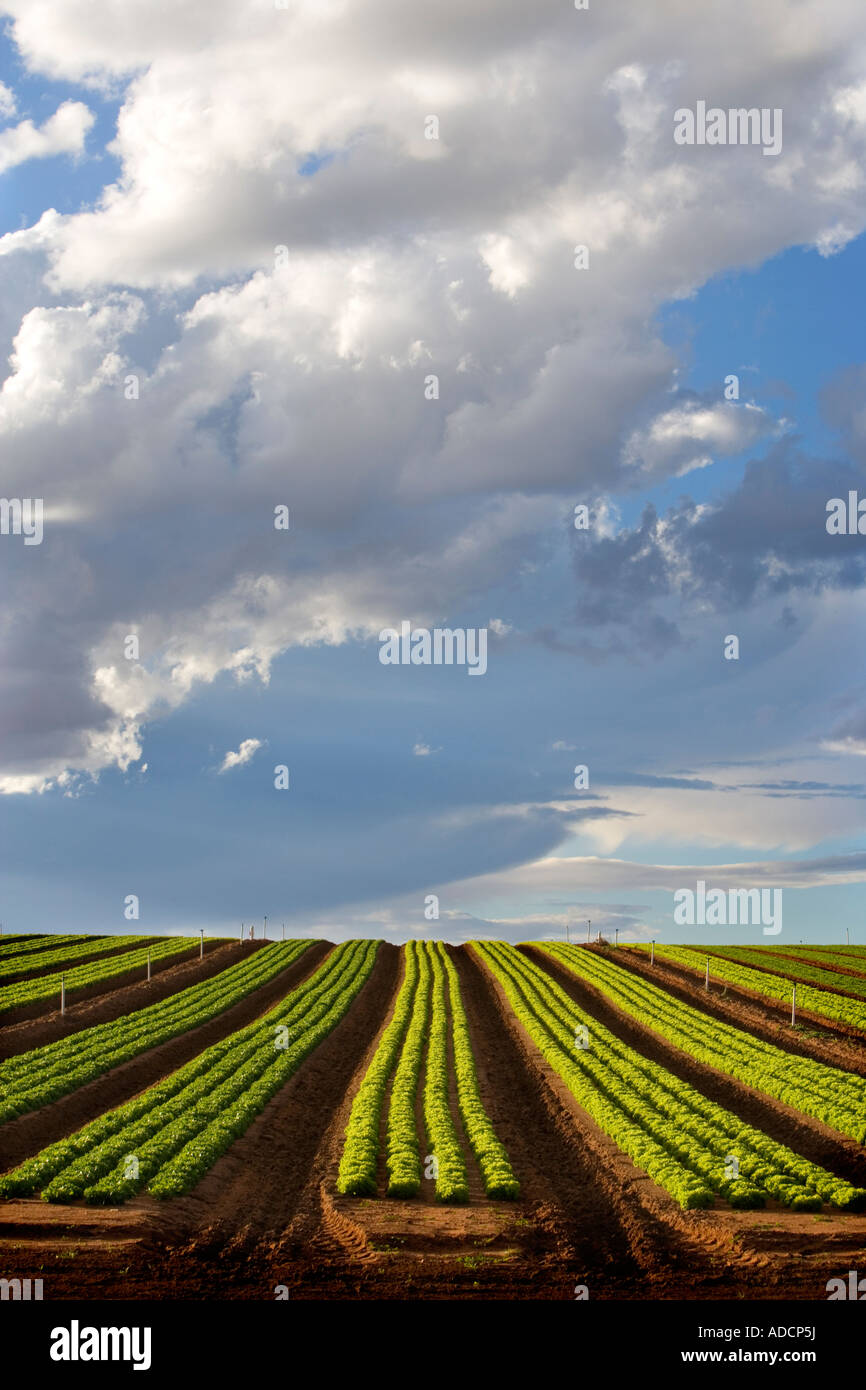 Broadacre crops australia hi-res stock photography and images - Alamy