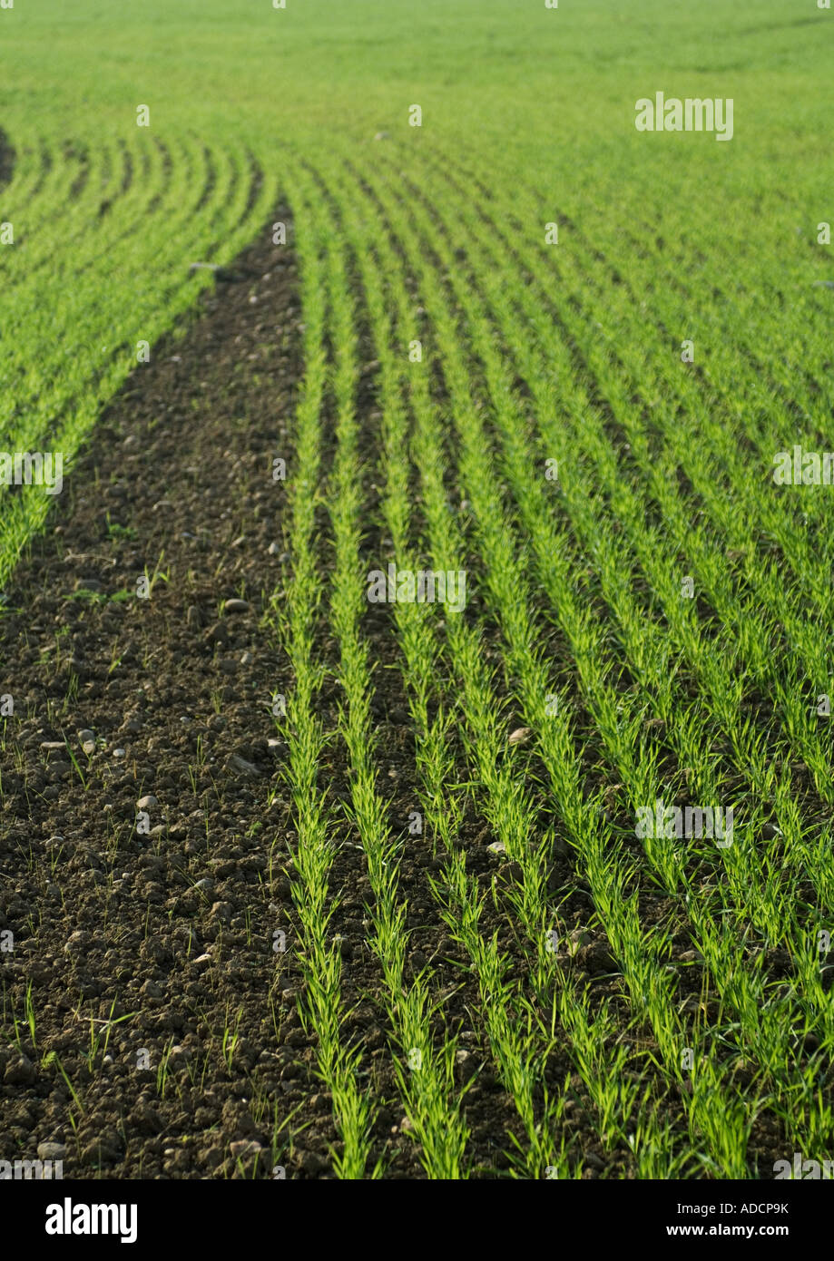 Rows of crops growing, close-up Stock Photo - Alamy