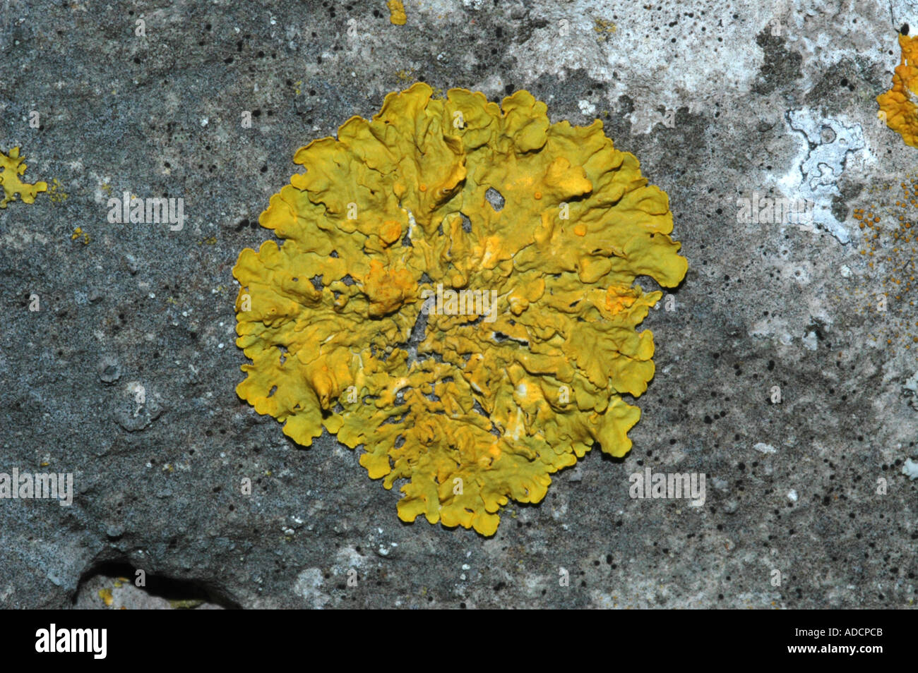 Patch of yellow lichen on a rock Stock Photo - Alamy