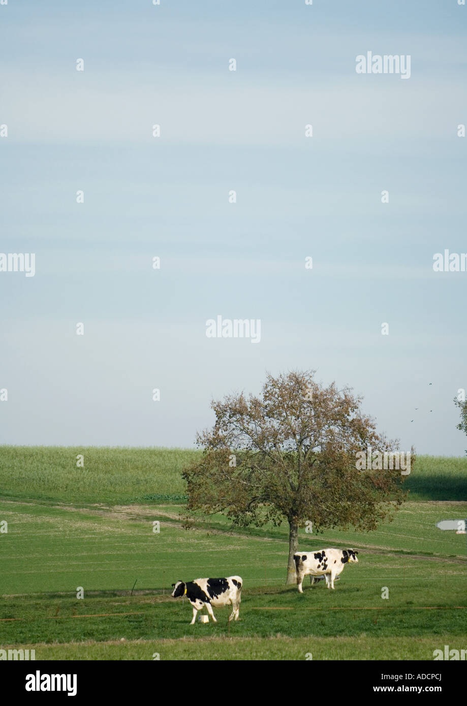 Cows grazing in green pasture Stock Photo - Alamy