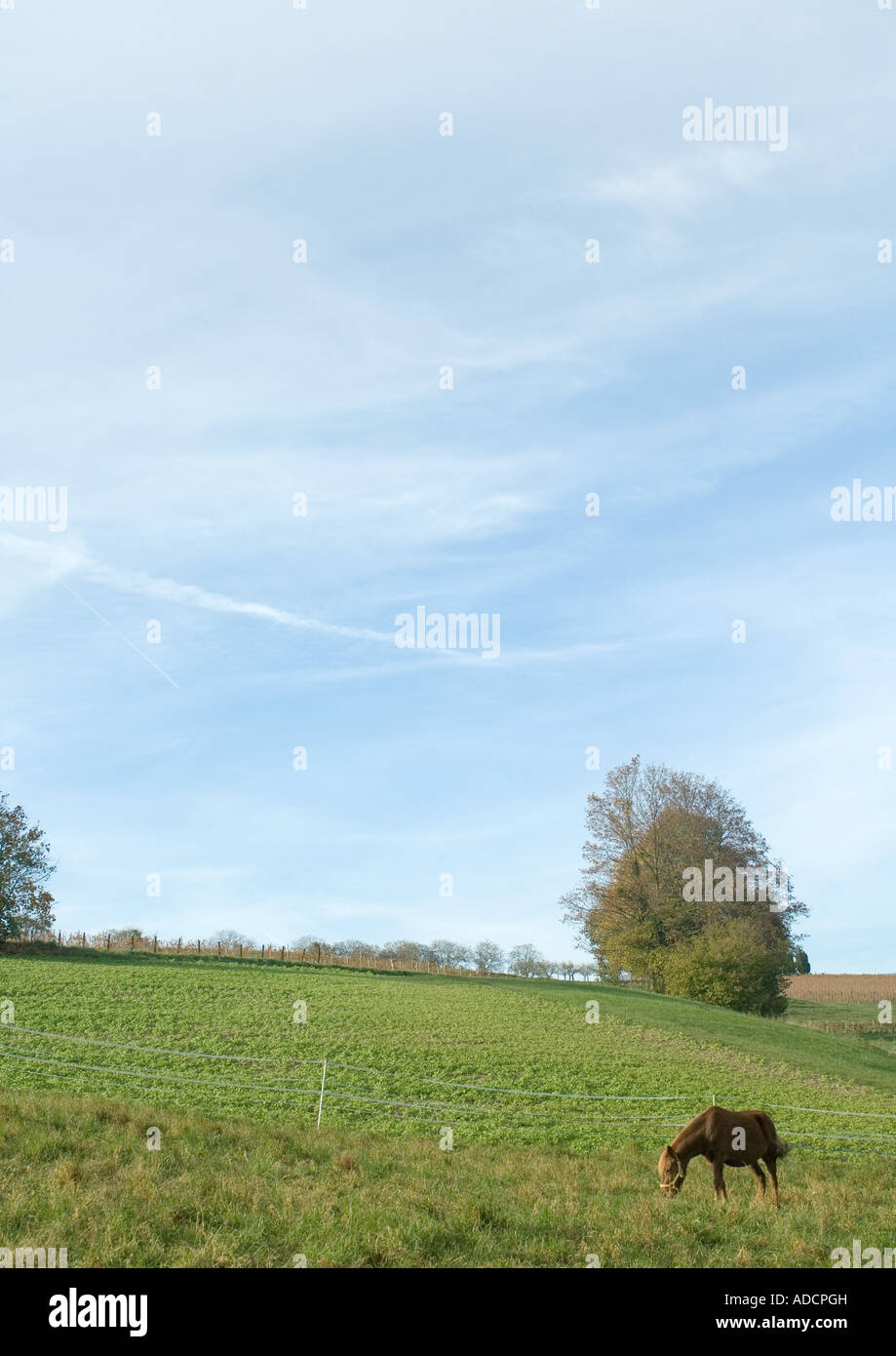 Grazing land without fences hi-res stock photography and images - Alamy