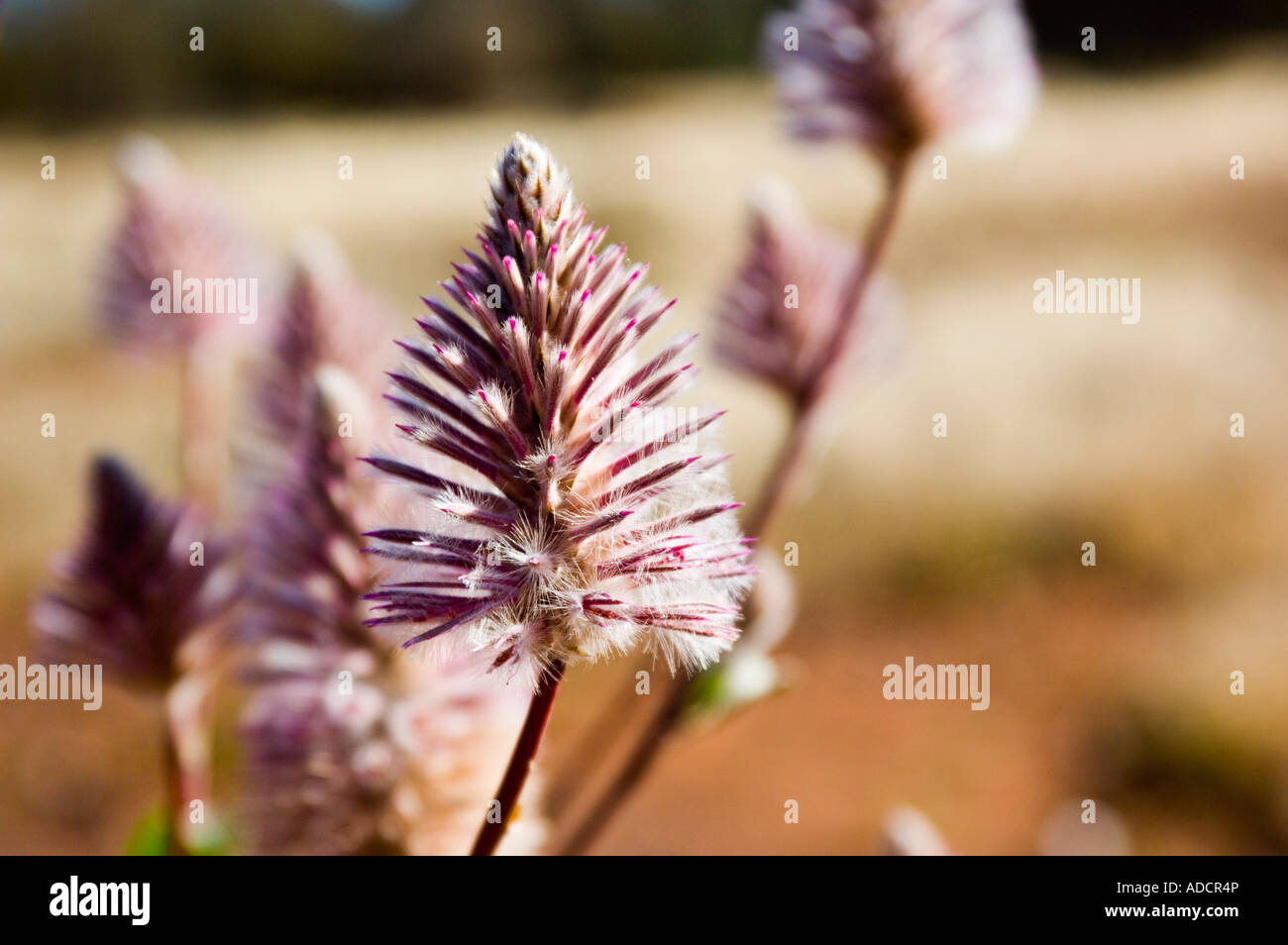 Mulla mulla western australia hi-res stock photography and images - Alamy