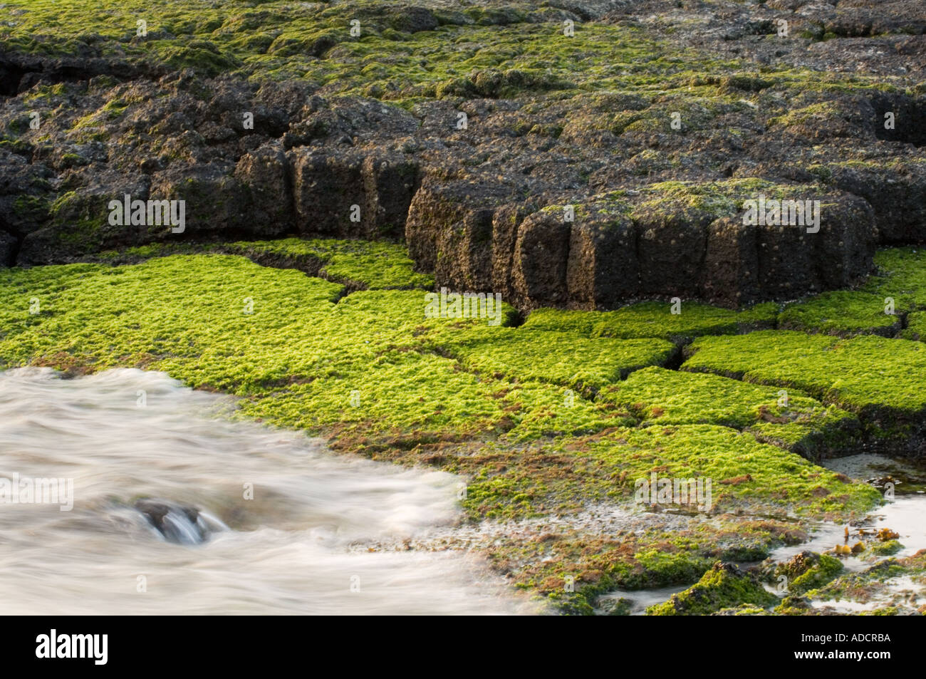 Water seaweed rocks hi-res stock photography and images - Alamy
