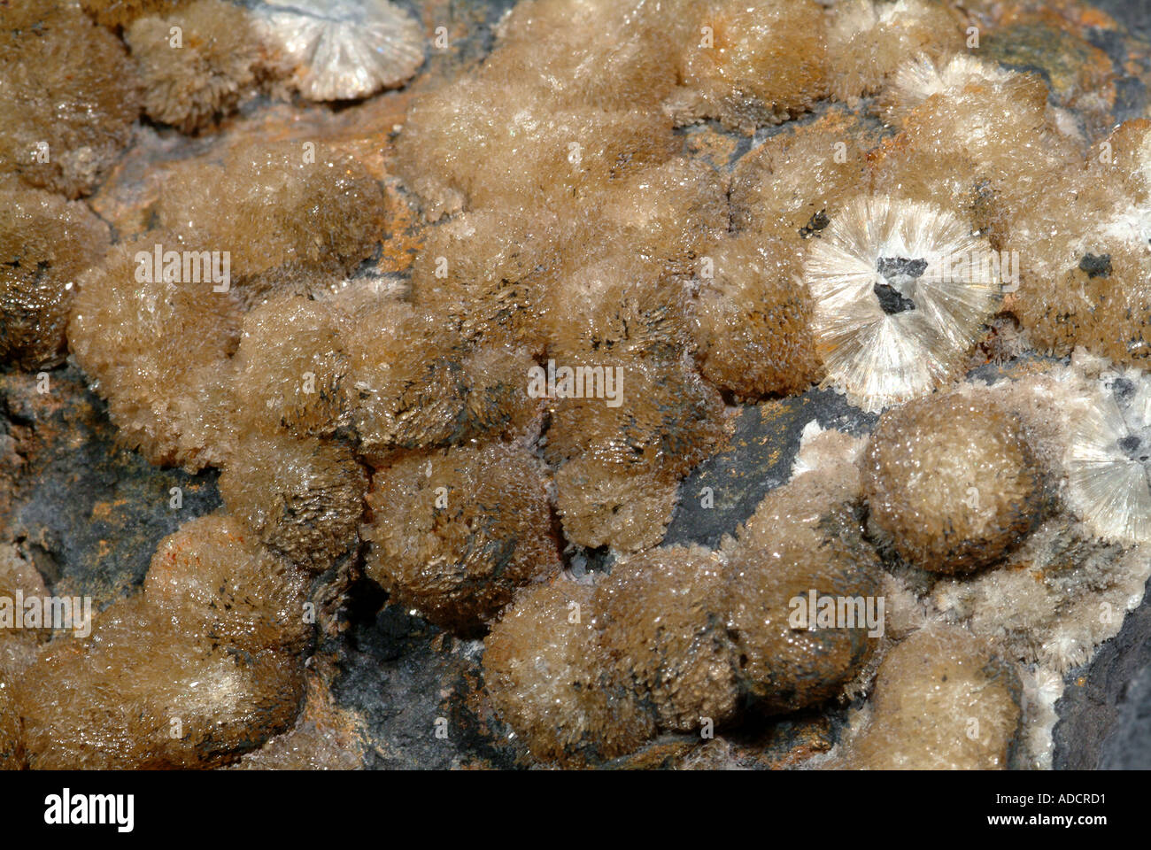 Mineral Wavellite, Hemispheres of wavelite on grey slate, Highdowns ...