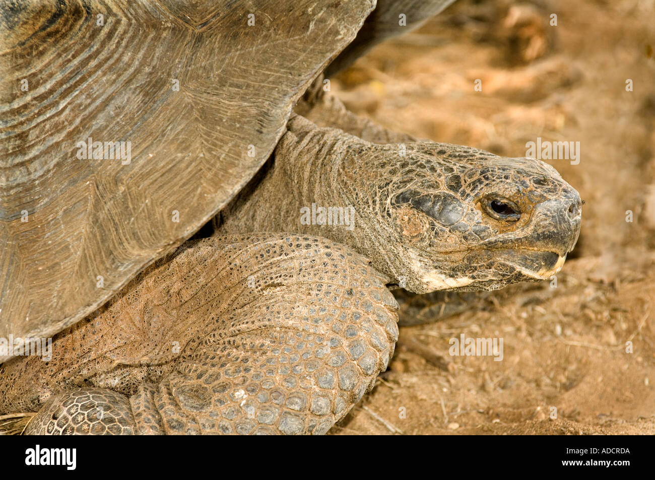 Saddleback galapagos tortoise hi-res stock photography and images - Alamy