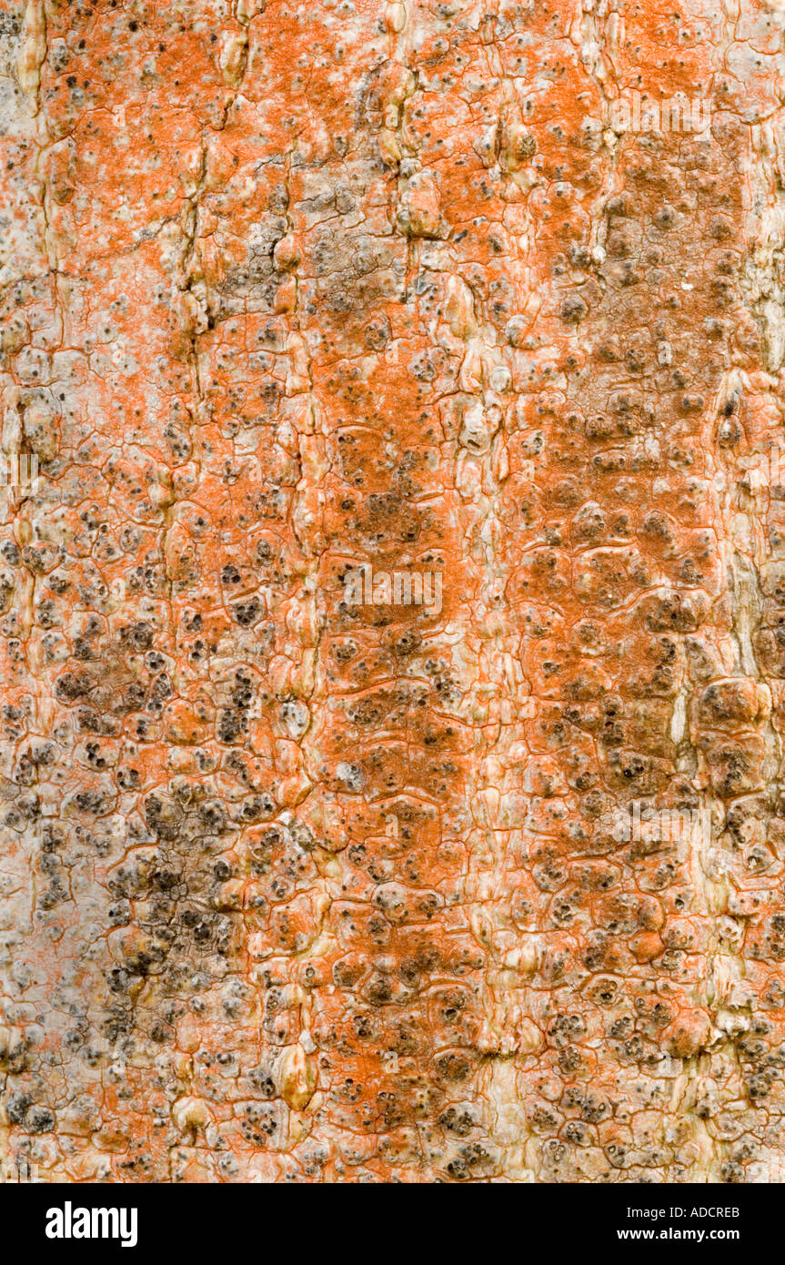 Tropical lichens growing on tree bark hi-res stock photography and ...