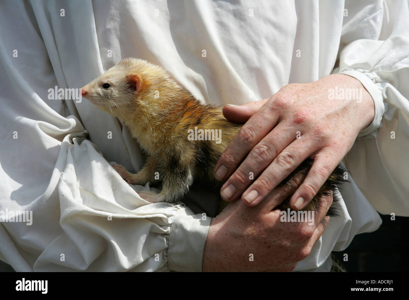 Ferret animal hunting mammal polecat ermine rabbit full colour color ...