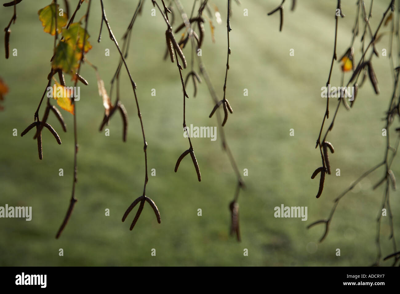 Hanging catkins hi-res stock photography and images - Alamy