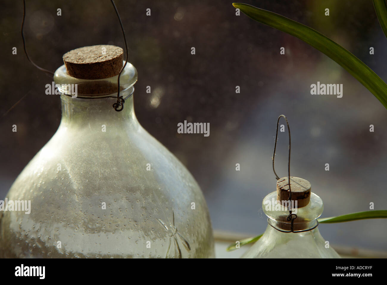 glass fly traps with cork stoppers Stock Photo - Alamy