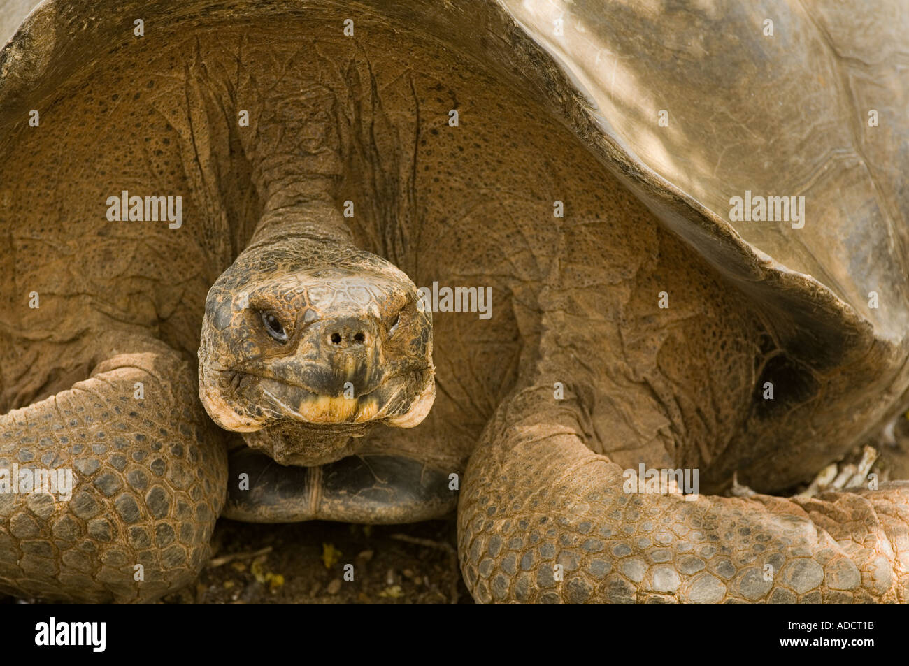 The Galapagos Giant Tortoise, Geochelone elephantopus, Galapagos ...