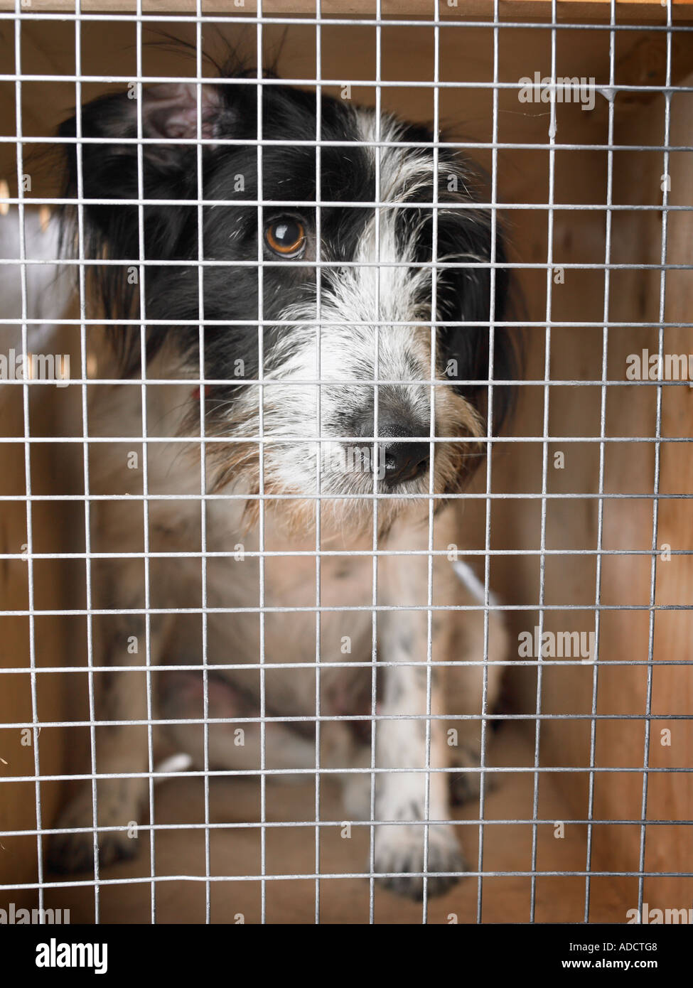 dog looking sorry for itself in cage Stock Photo - Alamy