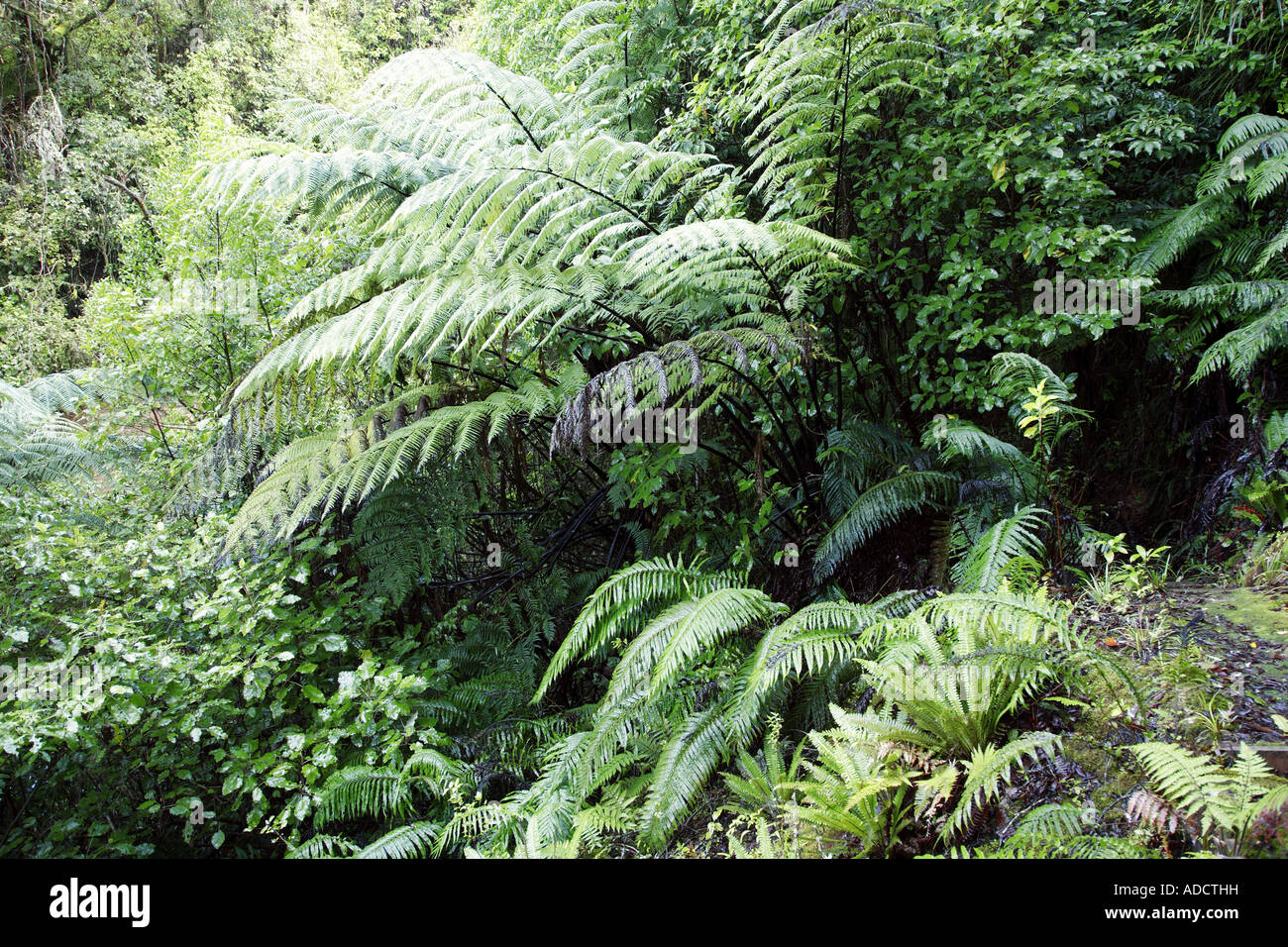 Luxuriant ferns growth hi-res stock photography and images - Alamy