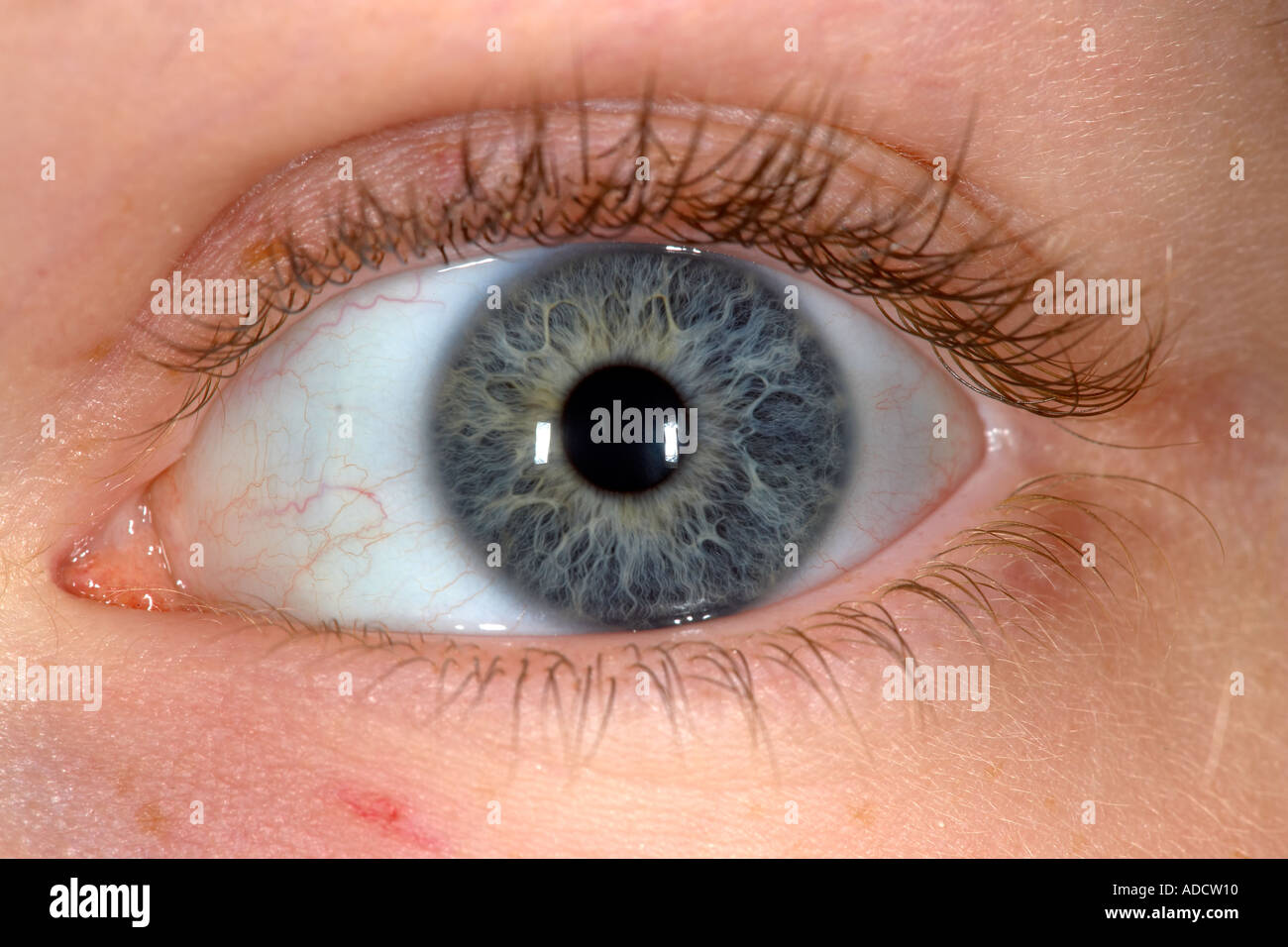 Clear blue eye hi-res stock photography and images - Alamy