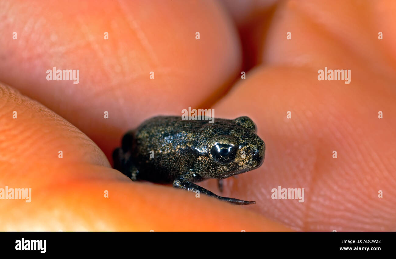 Common frog in small garden pond hi-res stock photography and images ...