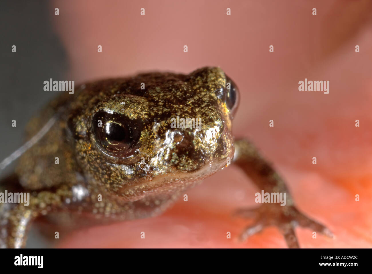Common frog rana temporaria froglet hi-res stock photography and images ...