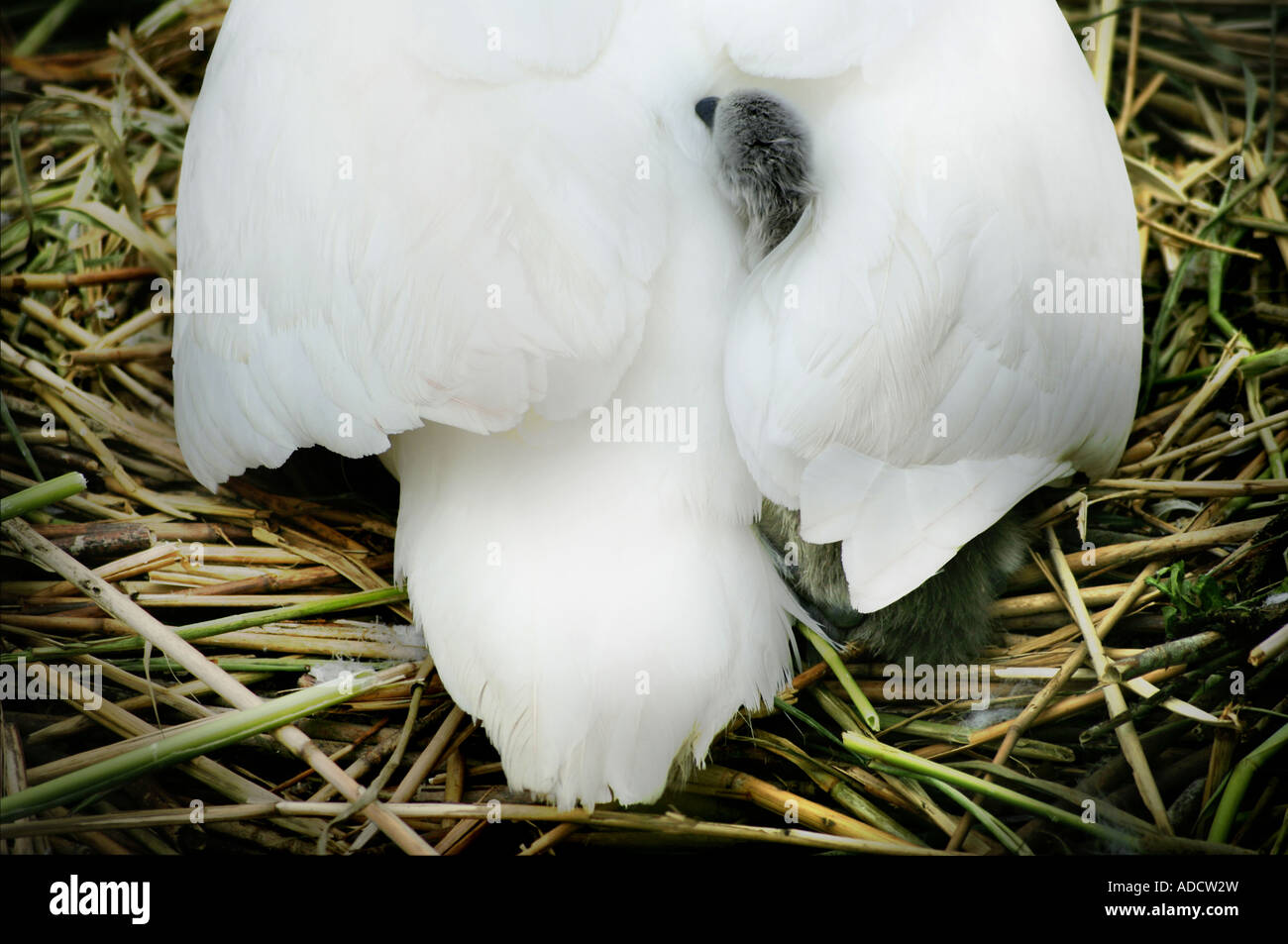 Swan and signet hi-res stock photography and images - Alamy