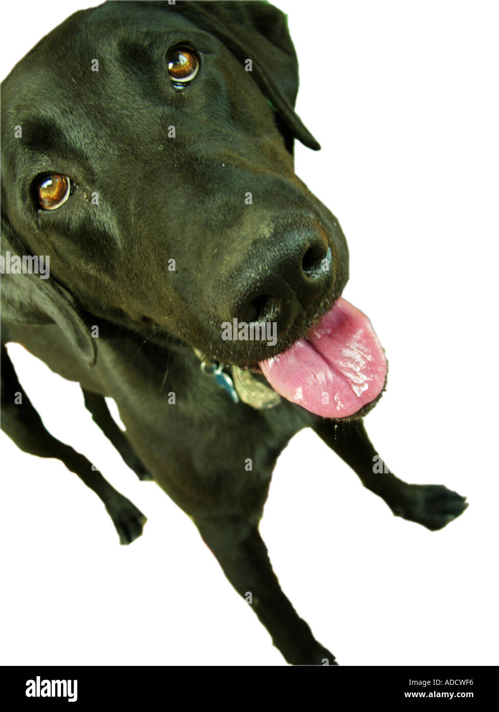 Black labs panting hi-res stock photography and images - Alamy