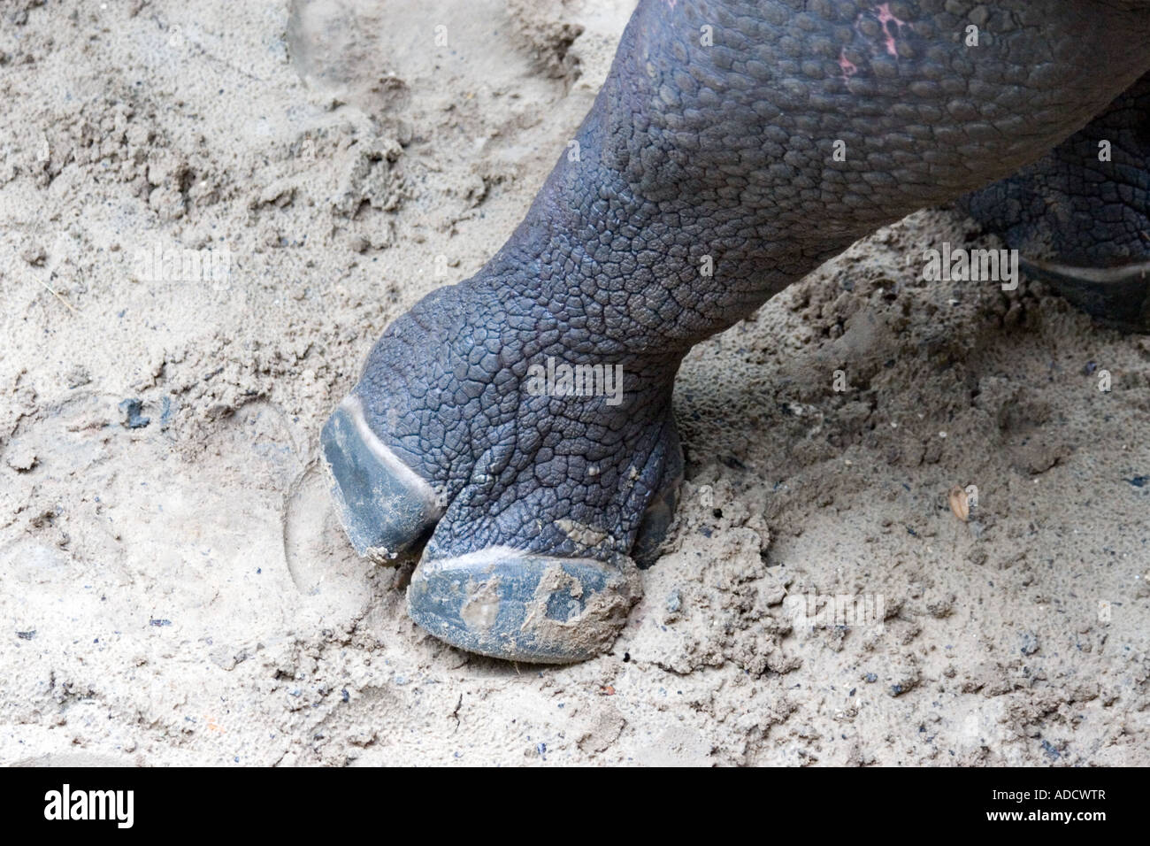 Foot of the Endangered Rhinoceros Stock Photo - Alamy