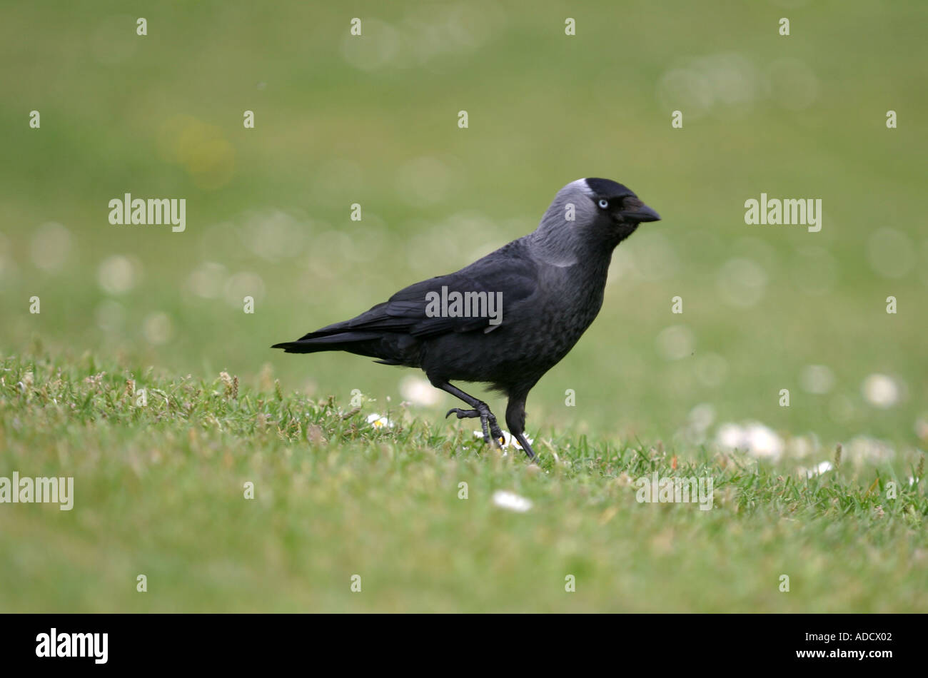 Jackdaw Corvus monedula The jackdaw is a small black crow with a grey ...