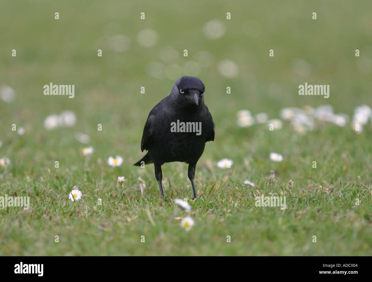 Grey neck crow hi-res stock photography and images - Alamy