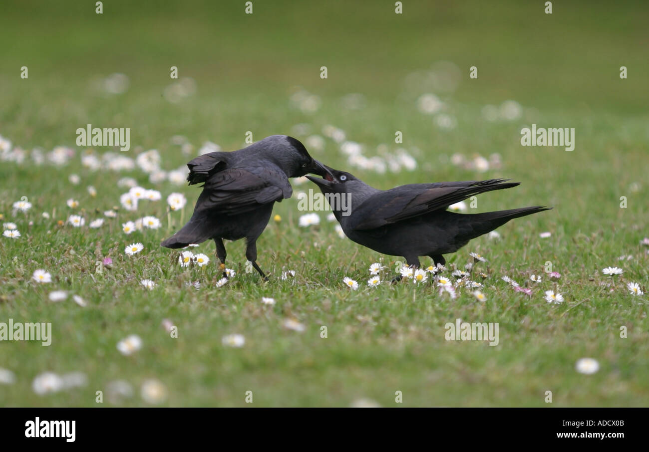 Jackdaw Corvus monedula The jackdaw is a small black crow with a grey ...
