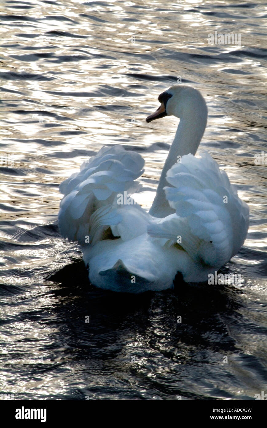 Sailing birds hi-res stock photography and images - Alamy