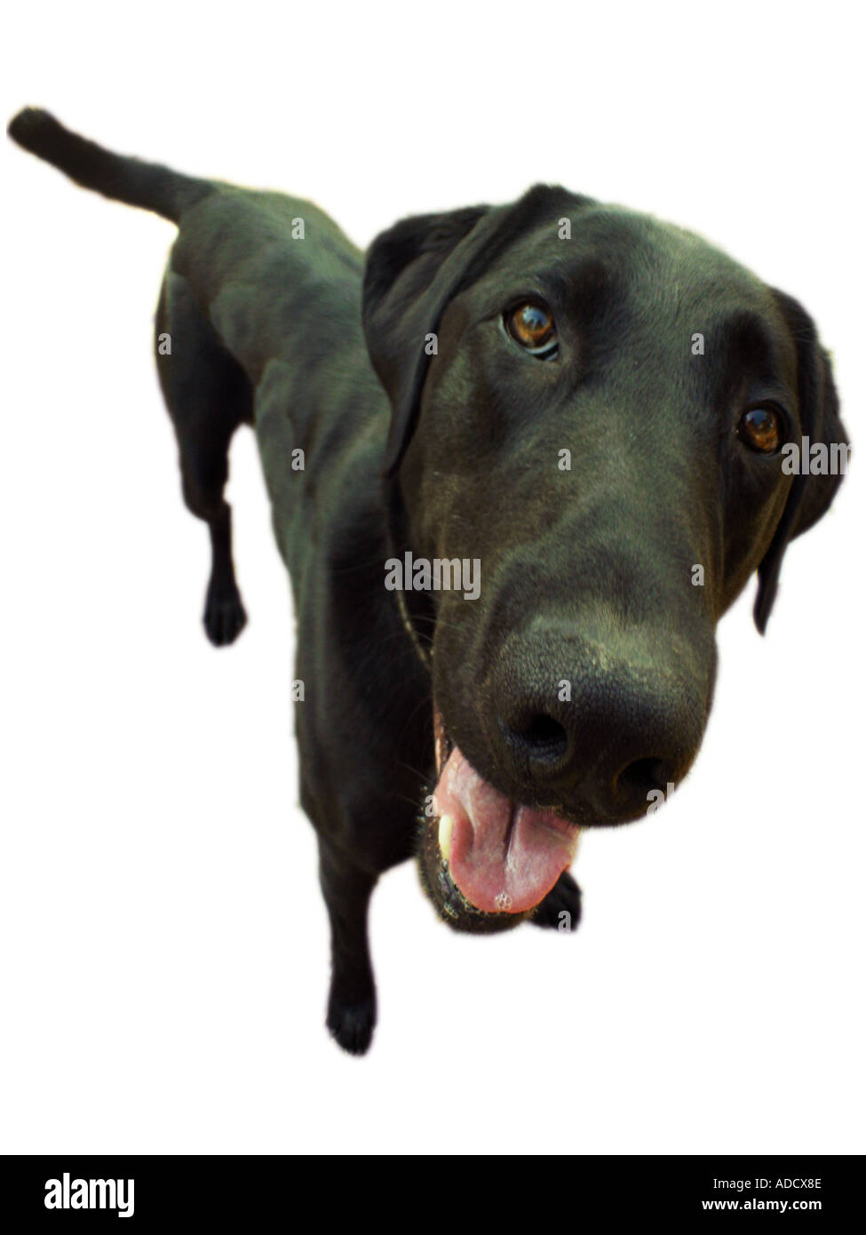Black labrador standing up Cut Out Stock Images & Pictures - Alamy