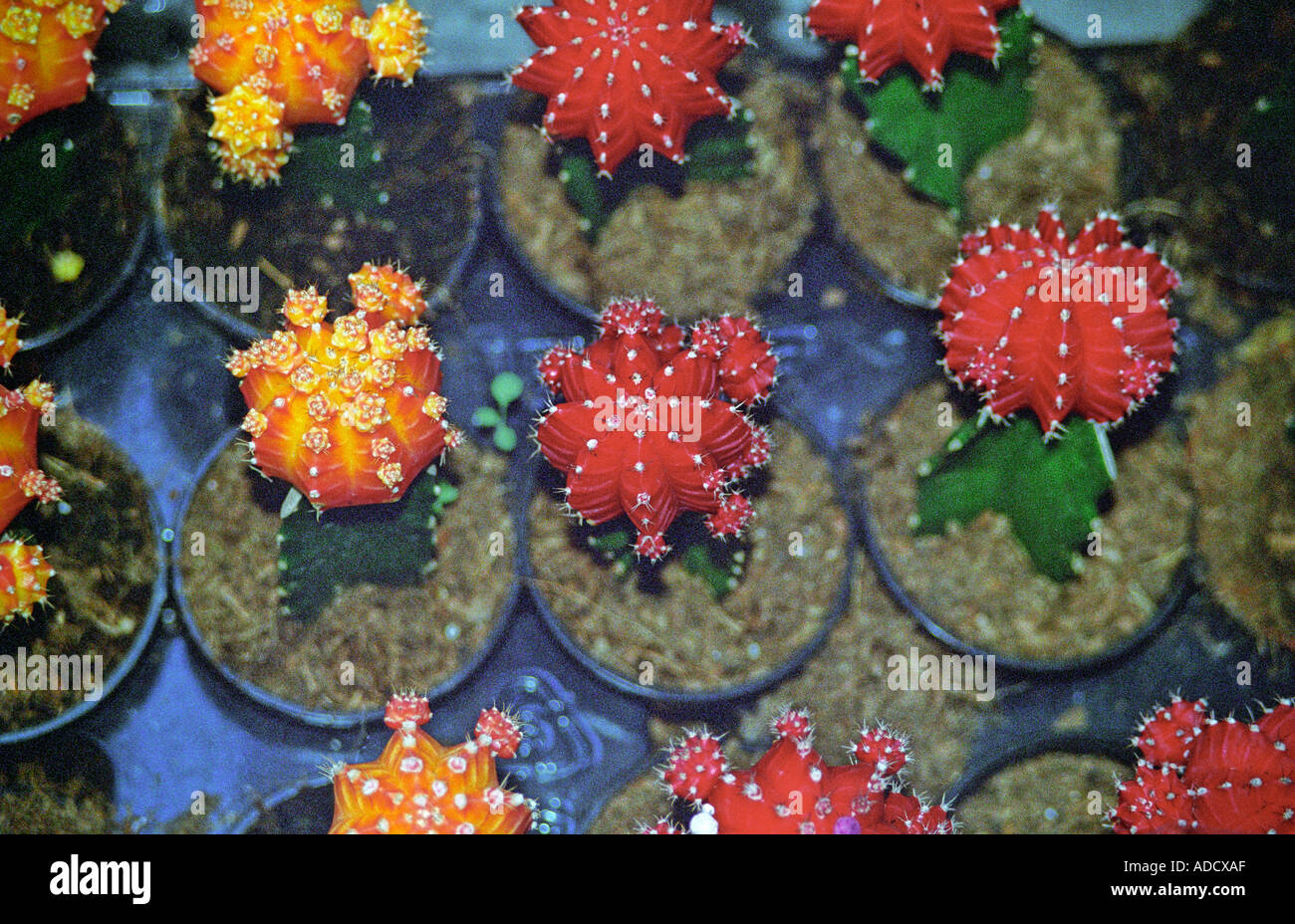 Moshava Germanit 13 Stock Photo - Alamy