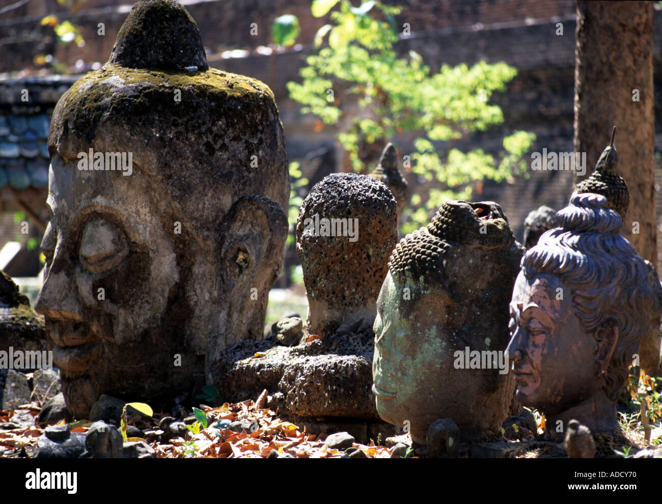Thai Buddha heads Chiang Mai Stock Photo - Alamy