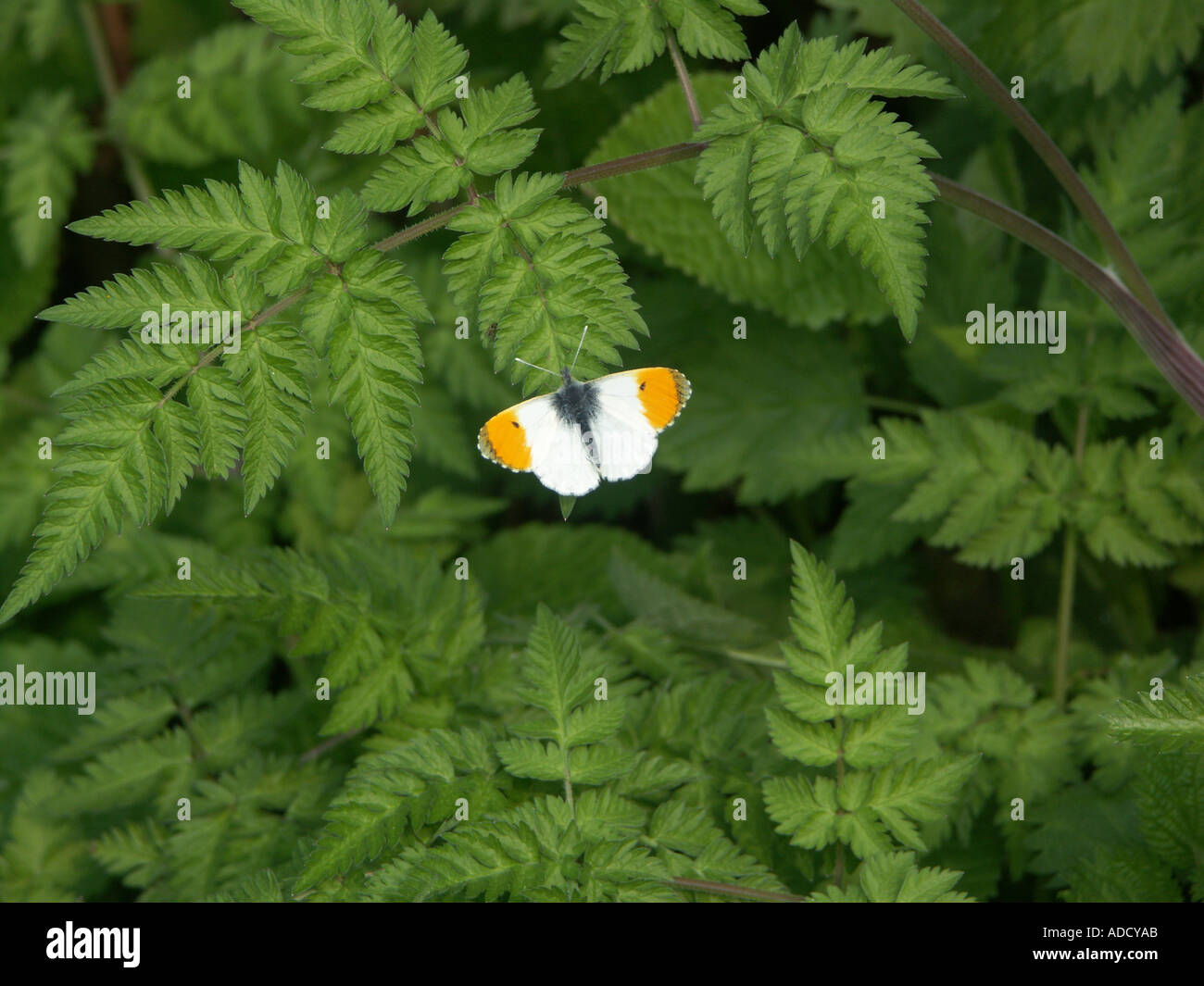 Orange Tip Butterfly wings spread Stock Photo - Alamy
