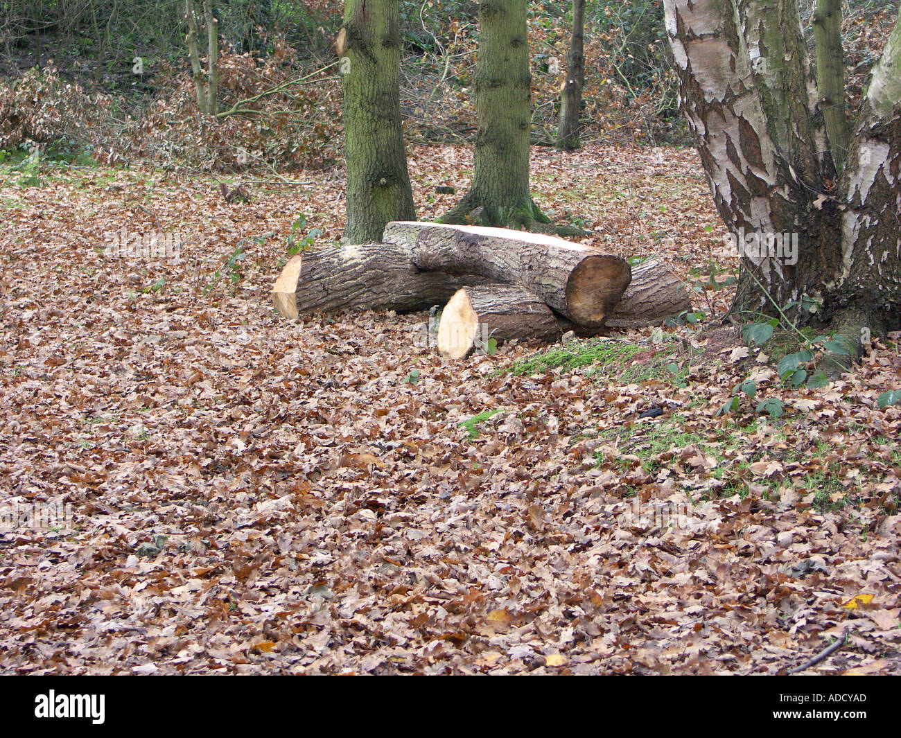 Making good use of some newly cut logs to provide seating in a woodland ...