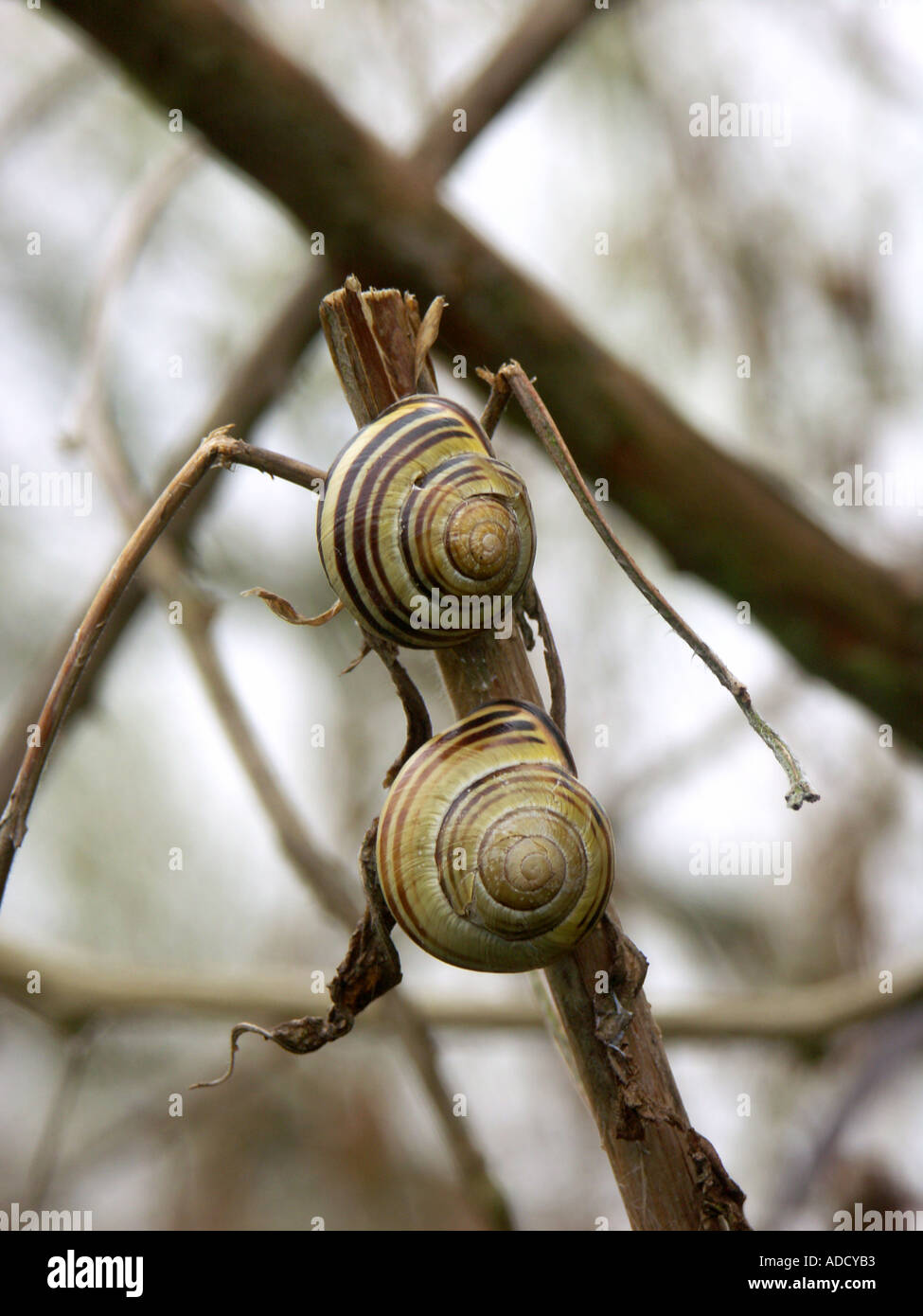 Two Garden Snails with damaged shells Stock Photo - Alamy