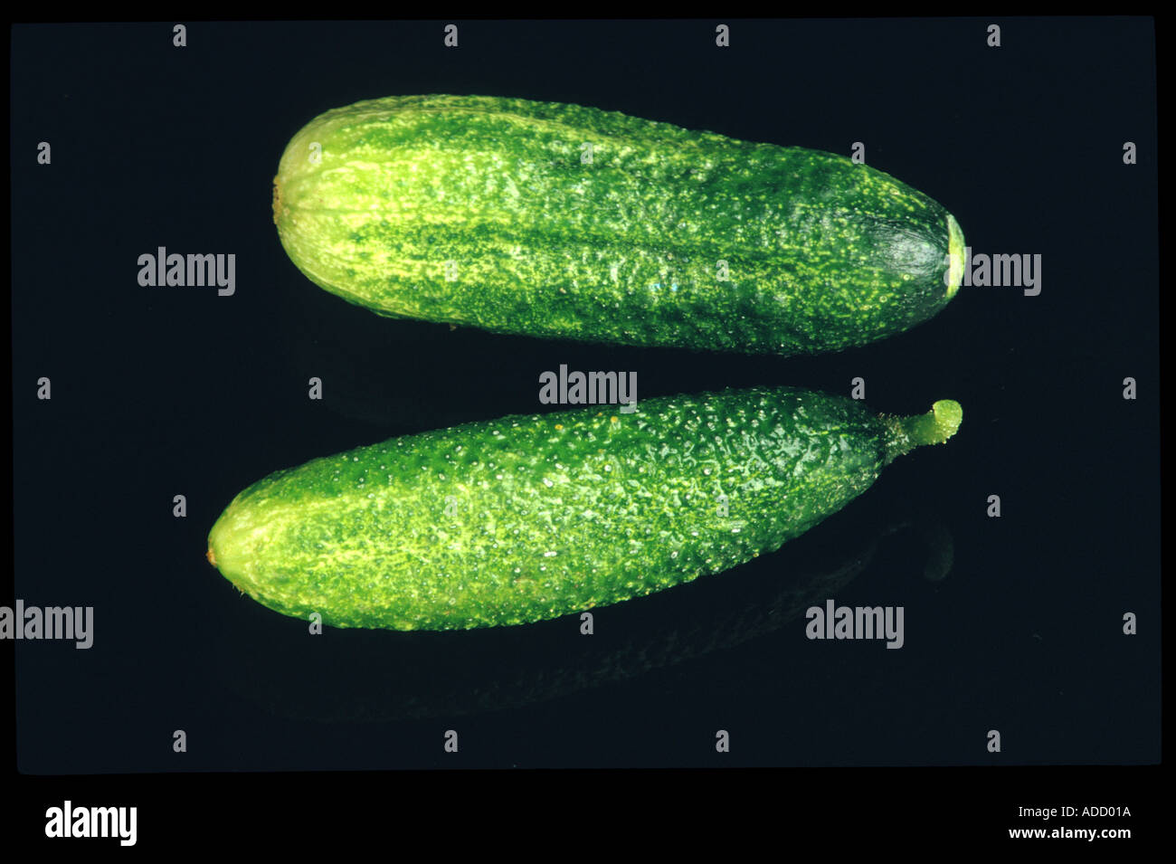 Gherkin Cucumbers Stock Photos & Gherkin Cucumbers Stock Images - Alamy